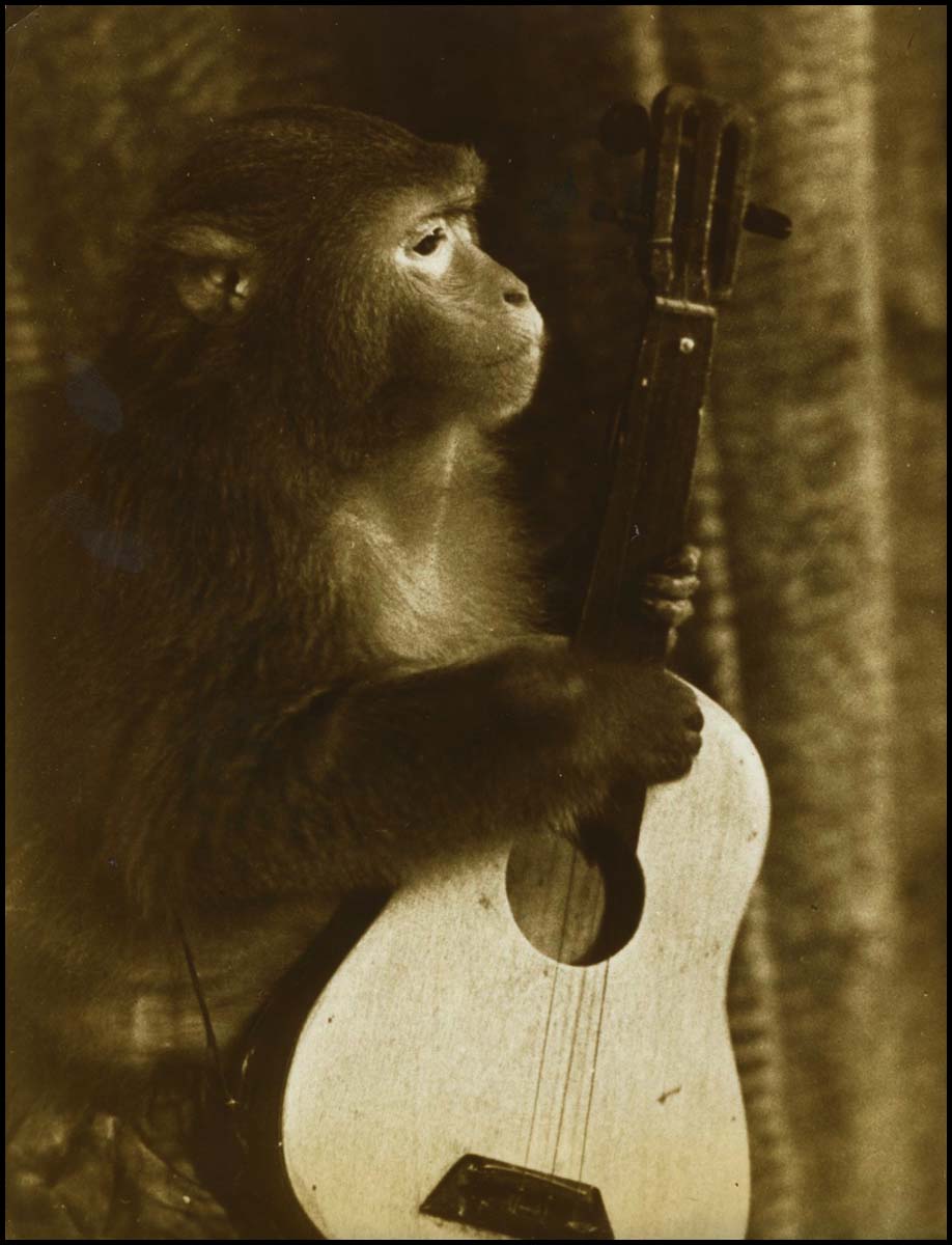 [Monkey Music] Original Photograph of Mashka, the Russian Monkey Guita ...